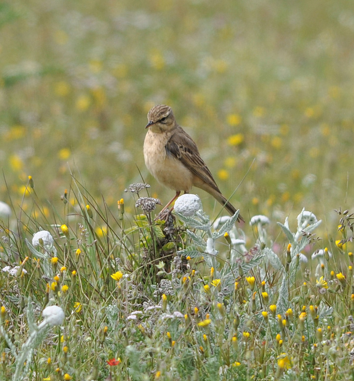 Bulgaria Bird Photos