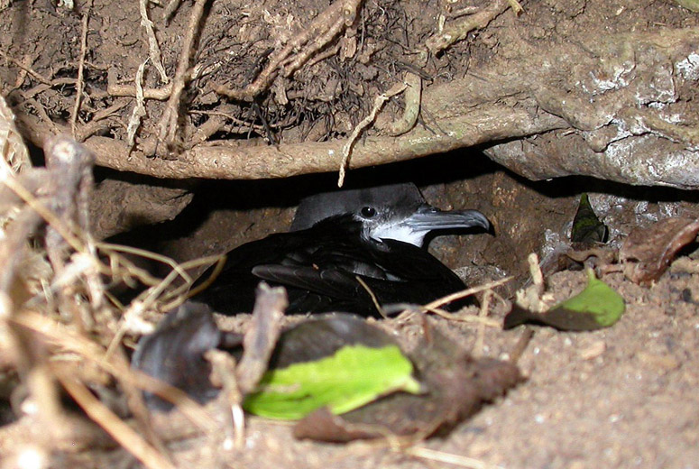 Trindad and Tobago Bird photos : Real Birder